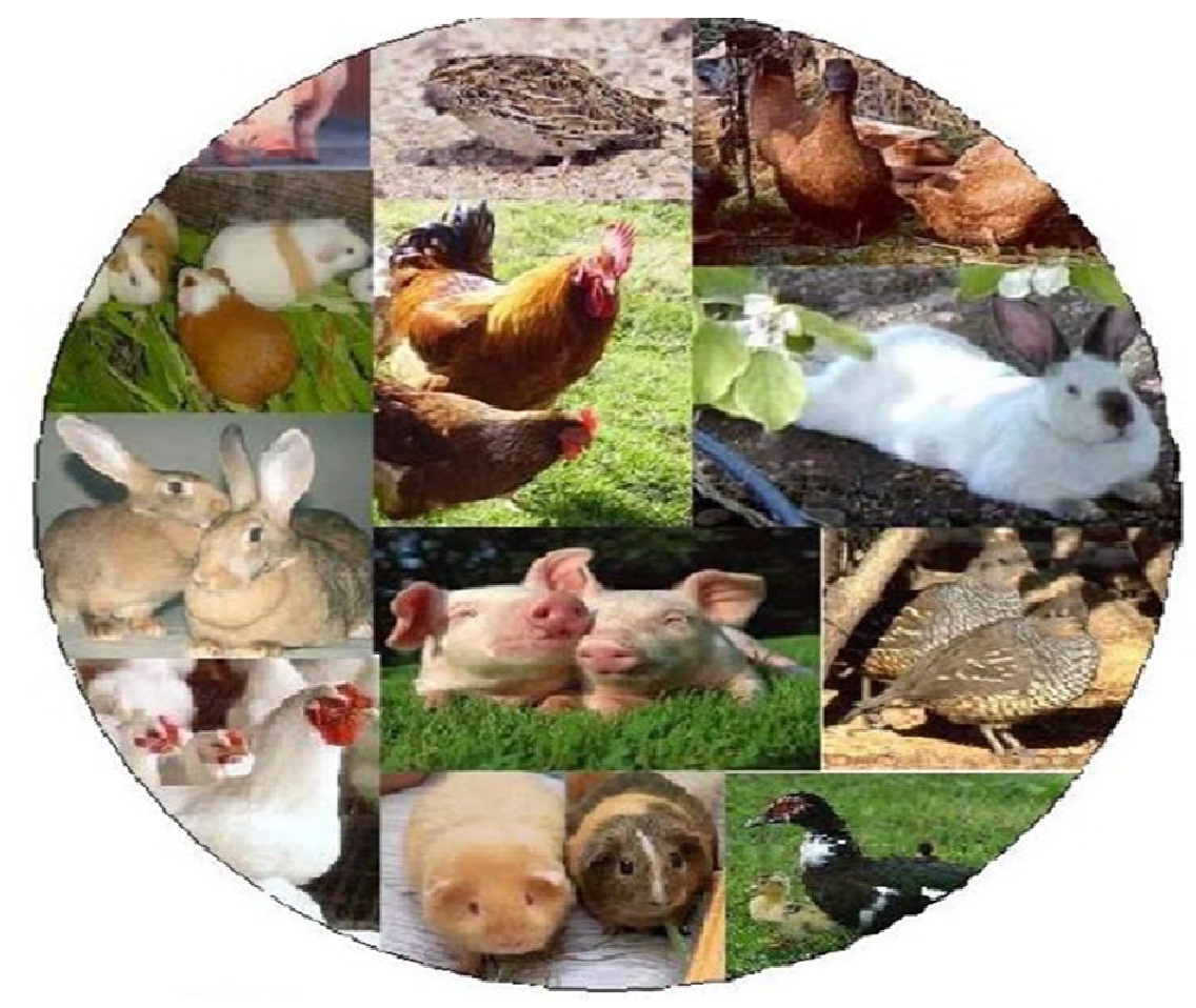 VISIÓN AGROECOLÓGICA: PAPEL DEL COMPONENTE ANIMAL EN LA FINCA CAMPESINA