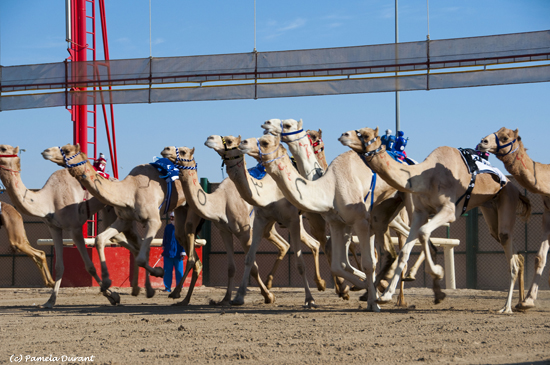 Life in the Middle East: The Dubai Camel Races