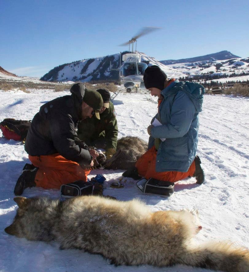 MT FWP Watch: Could It Be That The Entire U.S. Wolf Hoax Has Been ...