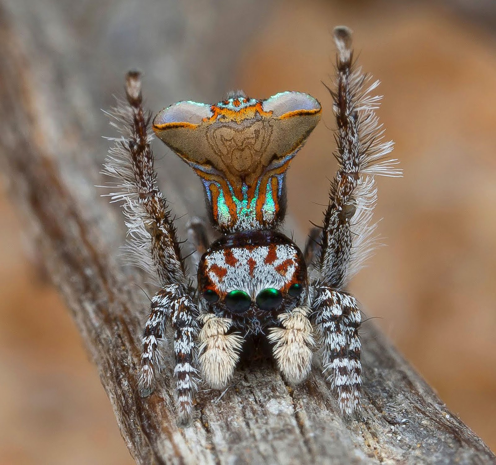 the igneous, the sedimentary and the metamorphic: assassin bugs ...