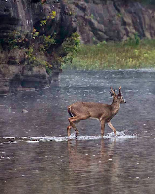 Arkansas Wildlife Photography: Deer Crossing at Ponca Low Water Bridge