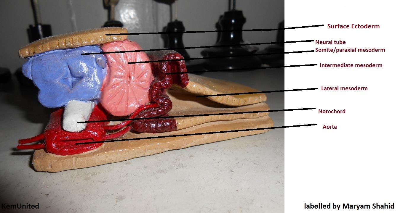 Embryology Models 2nd Year (labelled)