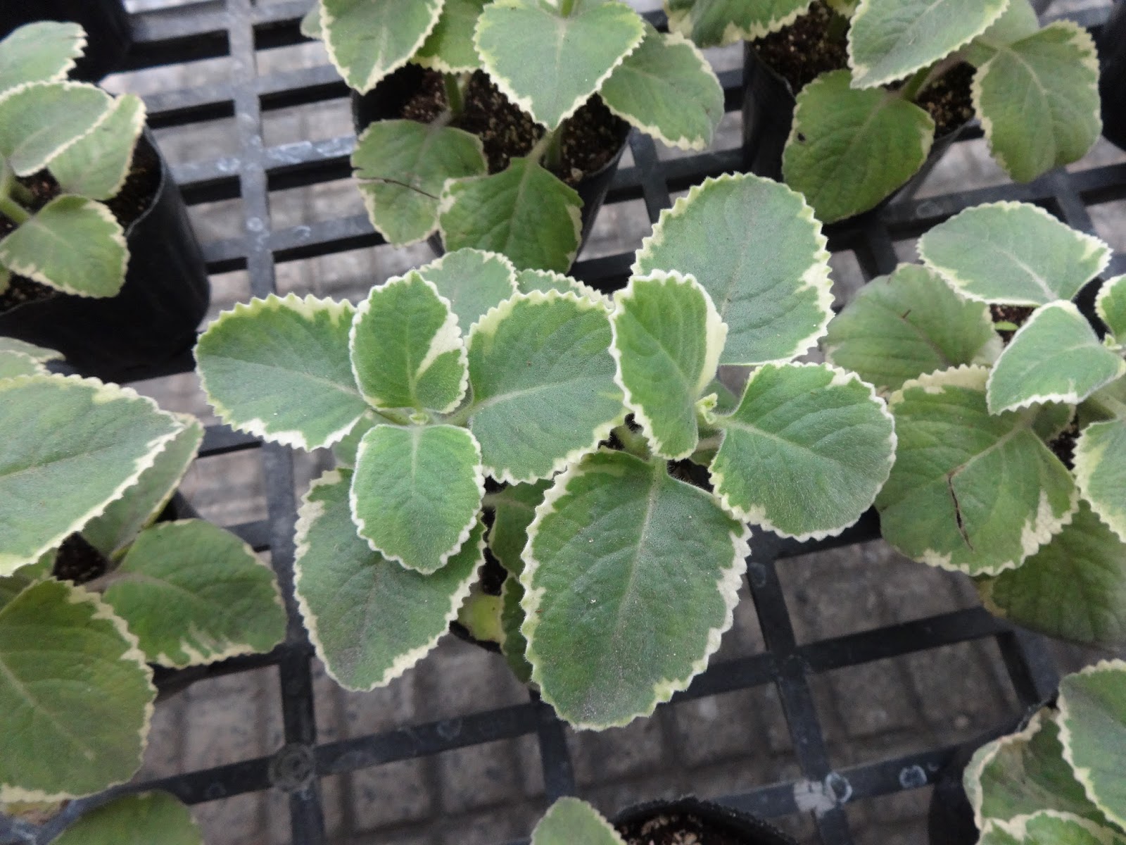 Herbs from Distant Lands: Plectranthus amboinicus, Coleus aromaticus ...