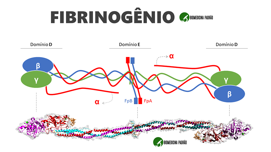 Tudo o que o biomédico precisa saber sobre o Fibrinogênio | Biomedicina ...