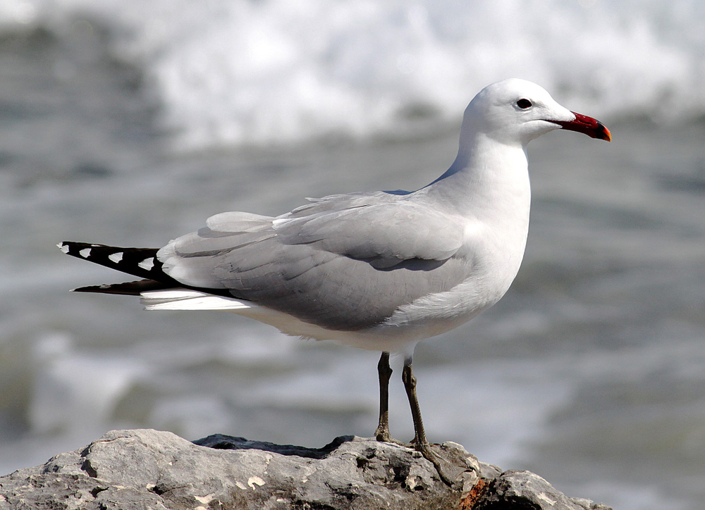 Another Bird Blog: Menorca Friday