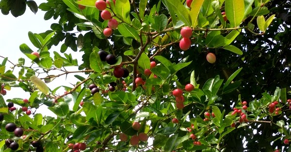 Buah Kerenda | Detik Detik Indah Dalam Hidupku