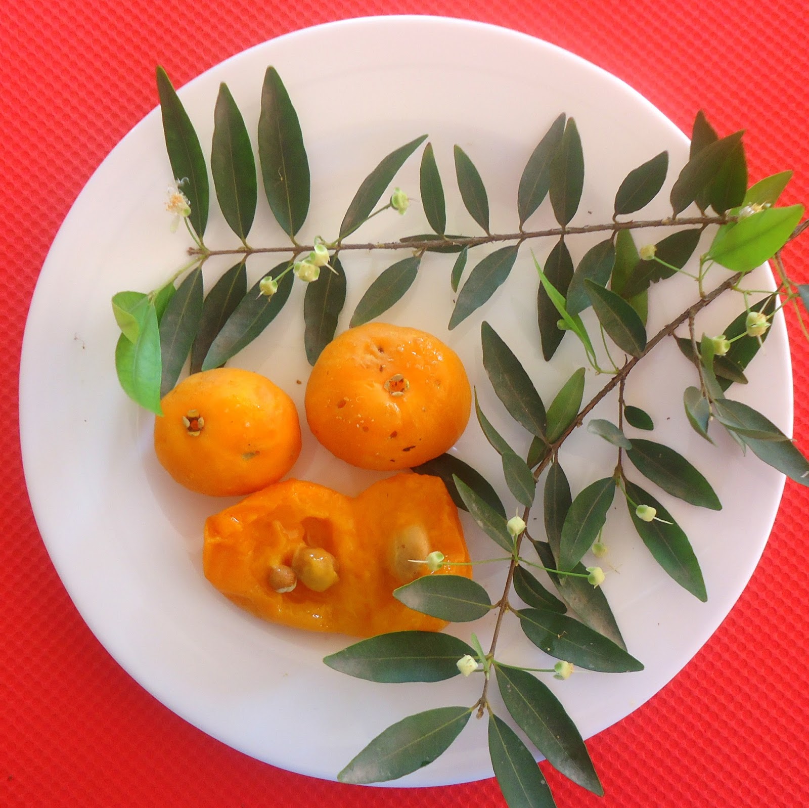 v e r d e c h a c o: Uvaia