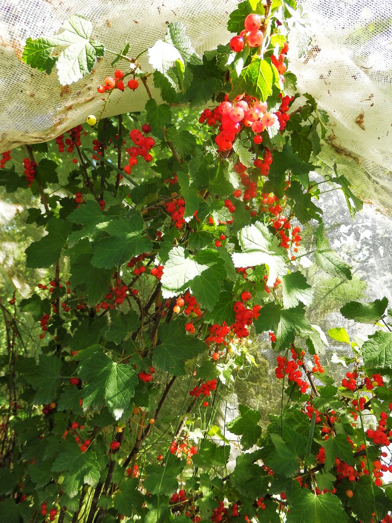 valdelubiel.com ecovaldelubiel.con: RECOLECTANDO GROSELLAS