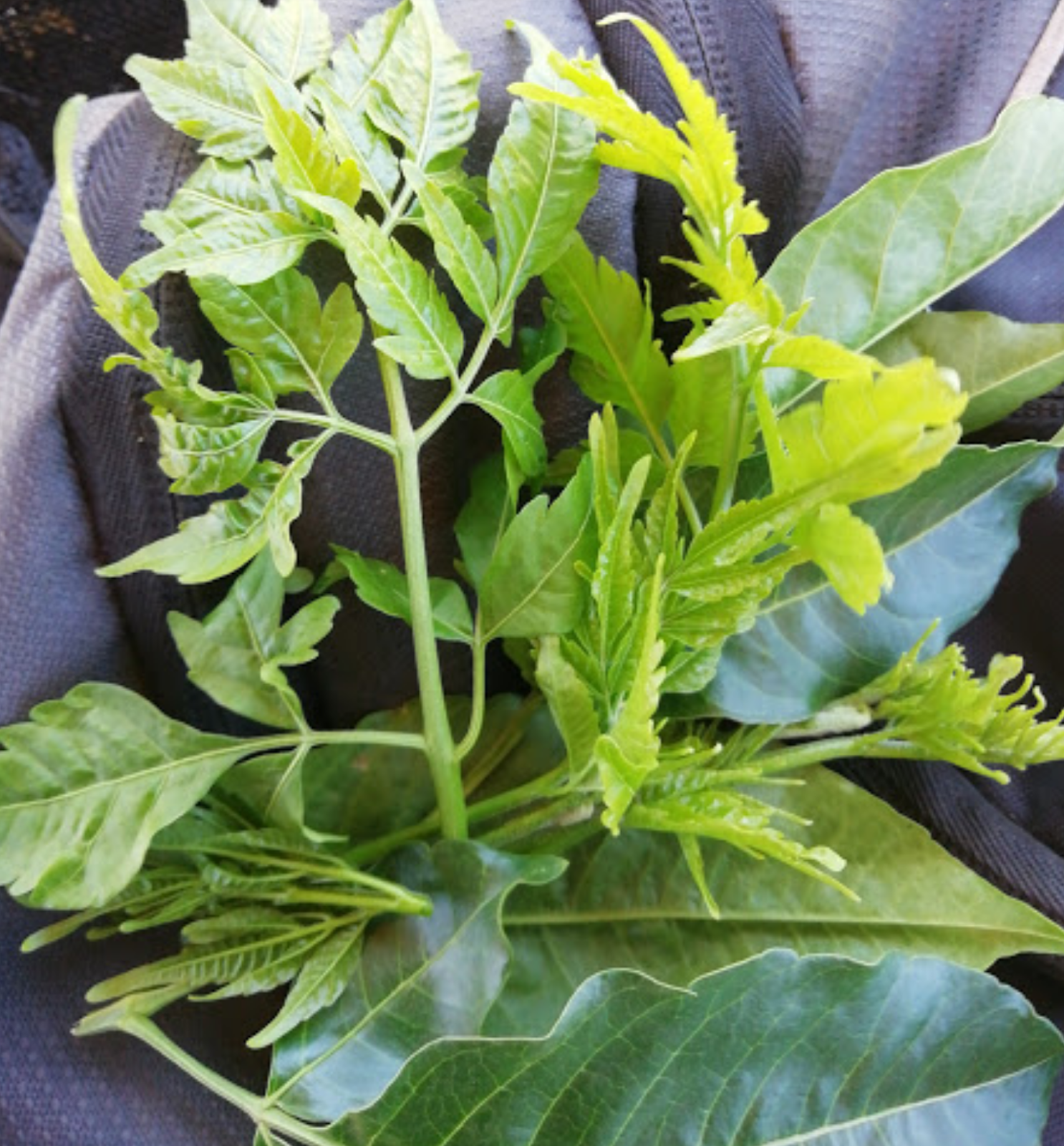 Zimbabwean Herbal Medicine : Mukina