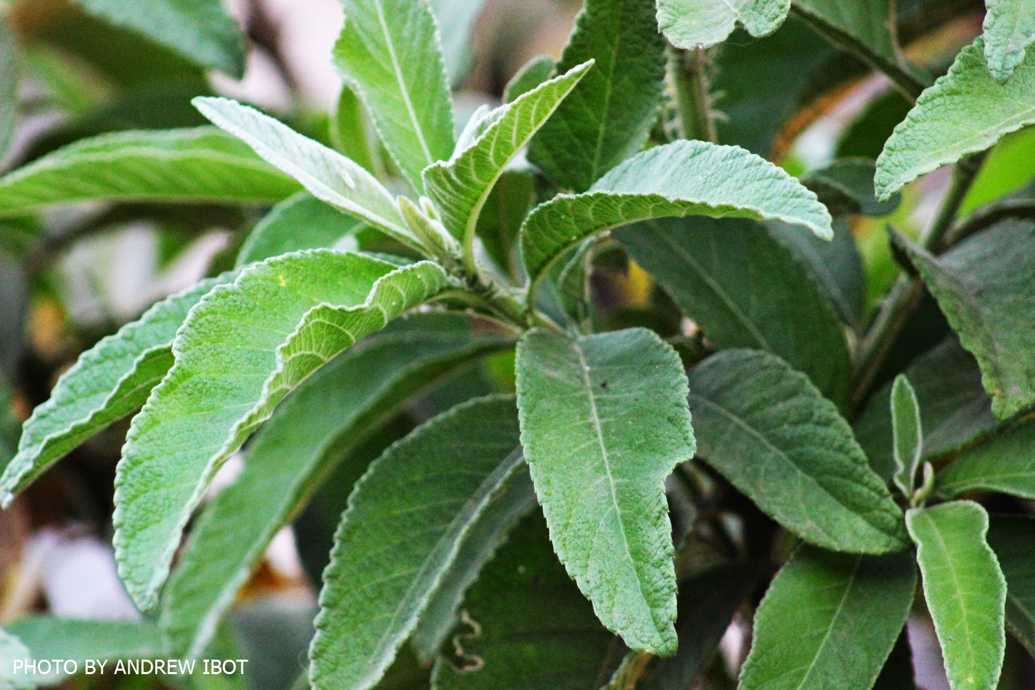 Ang Sampung Halamang Gamot na Aprubado ng DOH