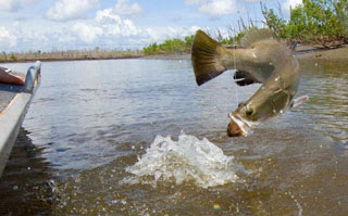 Barramundi Jumping