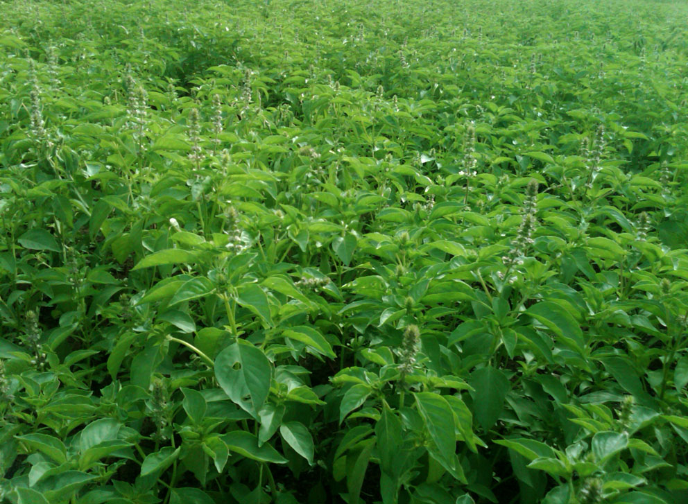 The Benefits Of Bacil Leave For Health | Plants Benefits