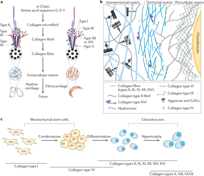 BIOLOGIA PARA A VIDA : ZOOLOGIA I INTRODUÇÃO AO REINO METAZOA