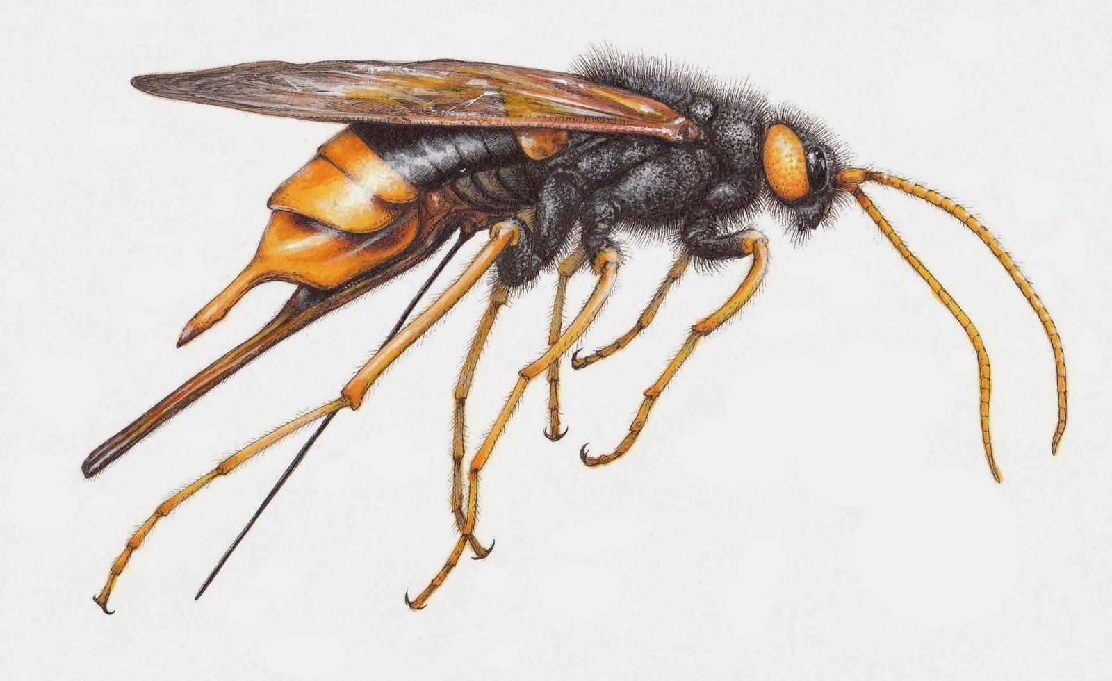 Insects of Britain: Giant Wood Wasp / Horntail