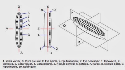 The Environmentalist Journal: DIVISIÓN BACILLARIOPHYTA: DIATOMEAS.