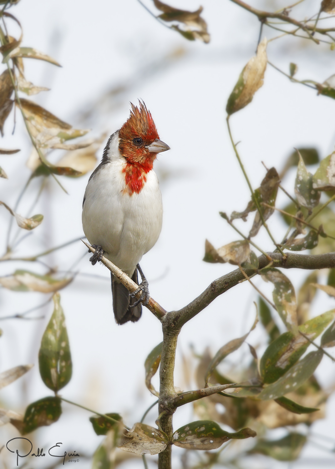 mis fotos de aves: Paroaria coronata Cardenal Copete Rojo Red-crested ...
