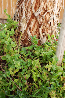 Ancient Hearth: Making an Easter Tree