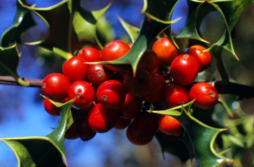 BotanikaSestao: Frutos silvestres tóxicos