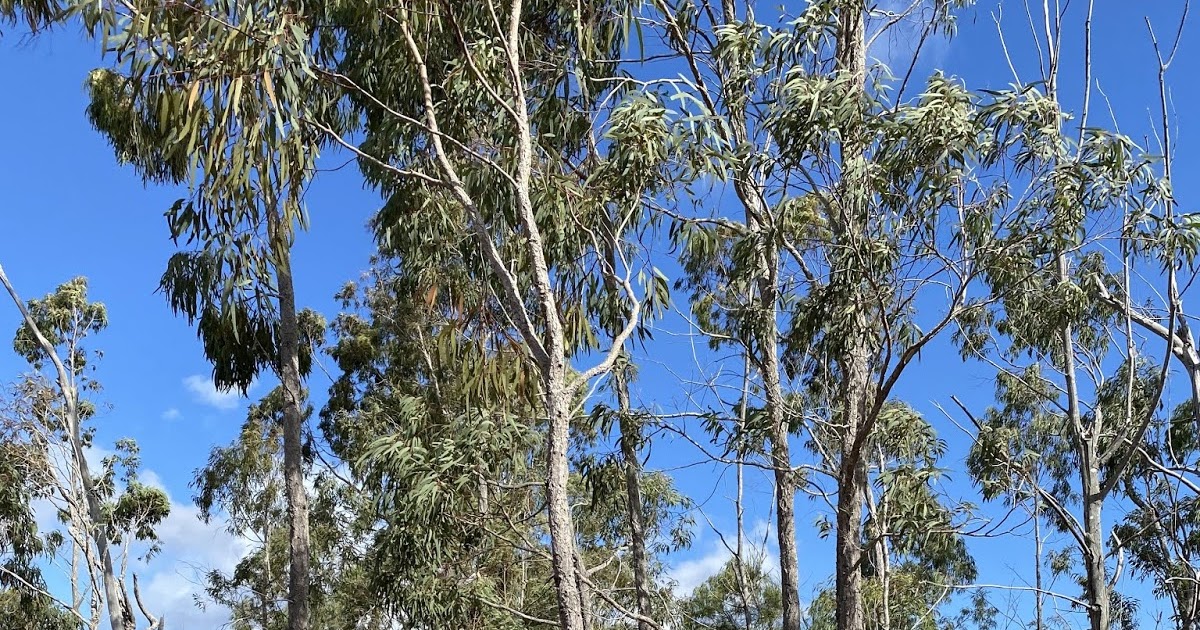 Hawaii Mom Blog: Camp Palehua Open for Hiking