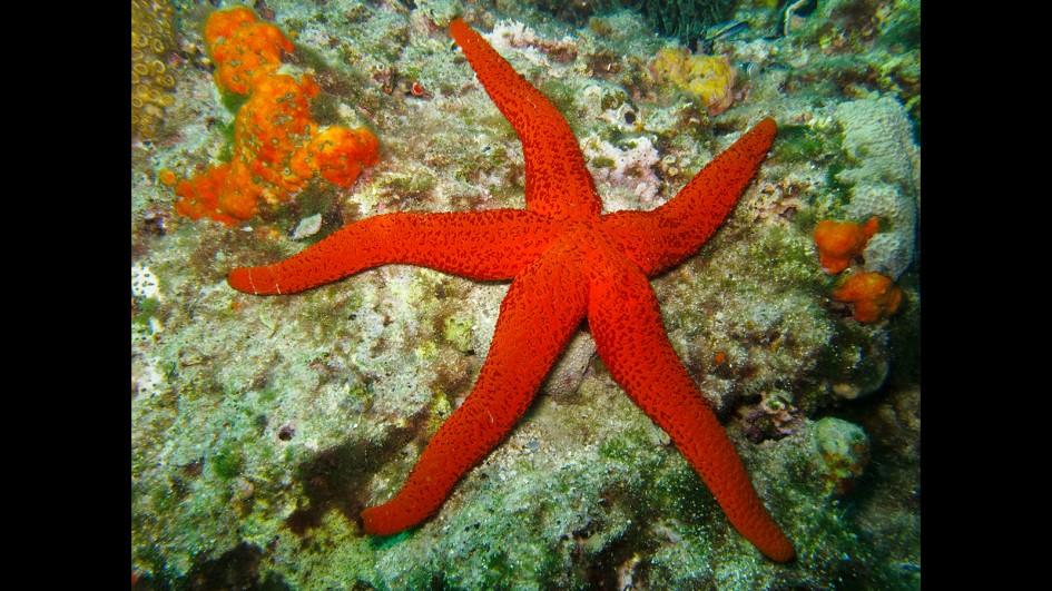 About Animal Sea Star - Animals Point | DaddyFile