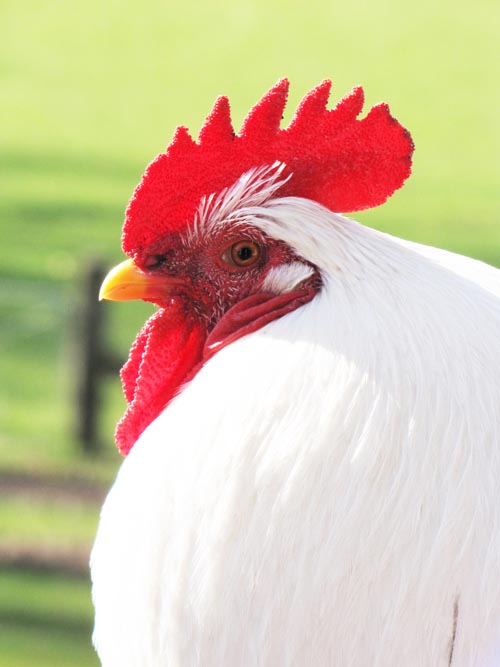 Blue Moon River: New Zealand Chook #1