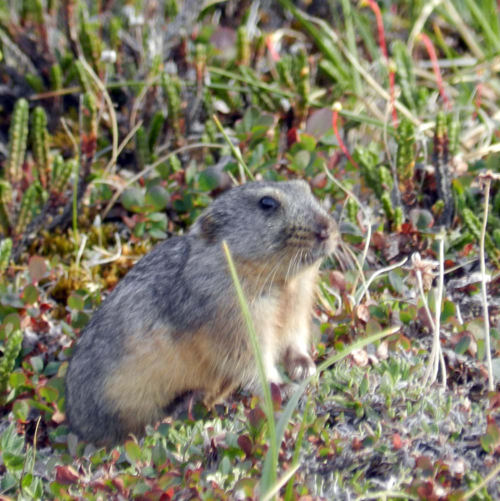 Elfshot: Lemmings are awesome!