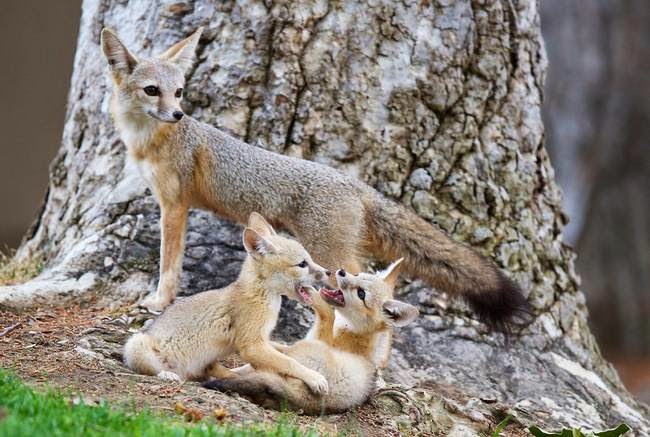 White Wolf : Little wild kit foxes are having a great time (Photos)