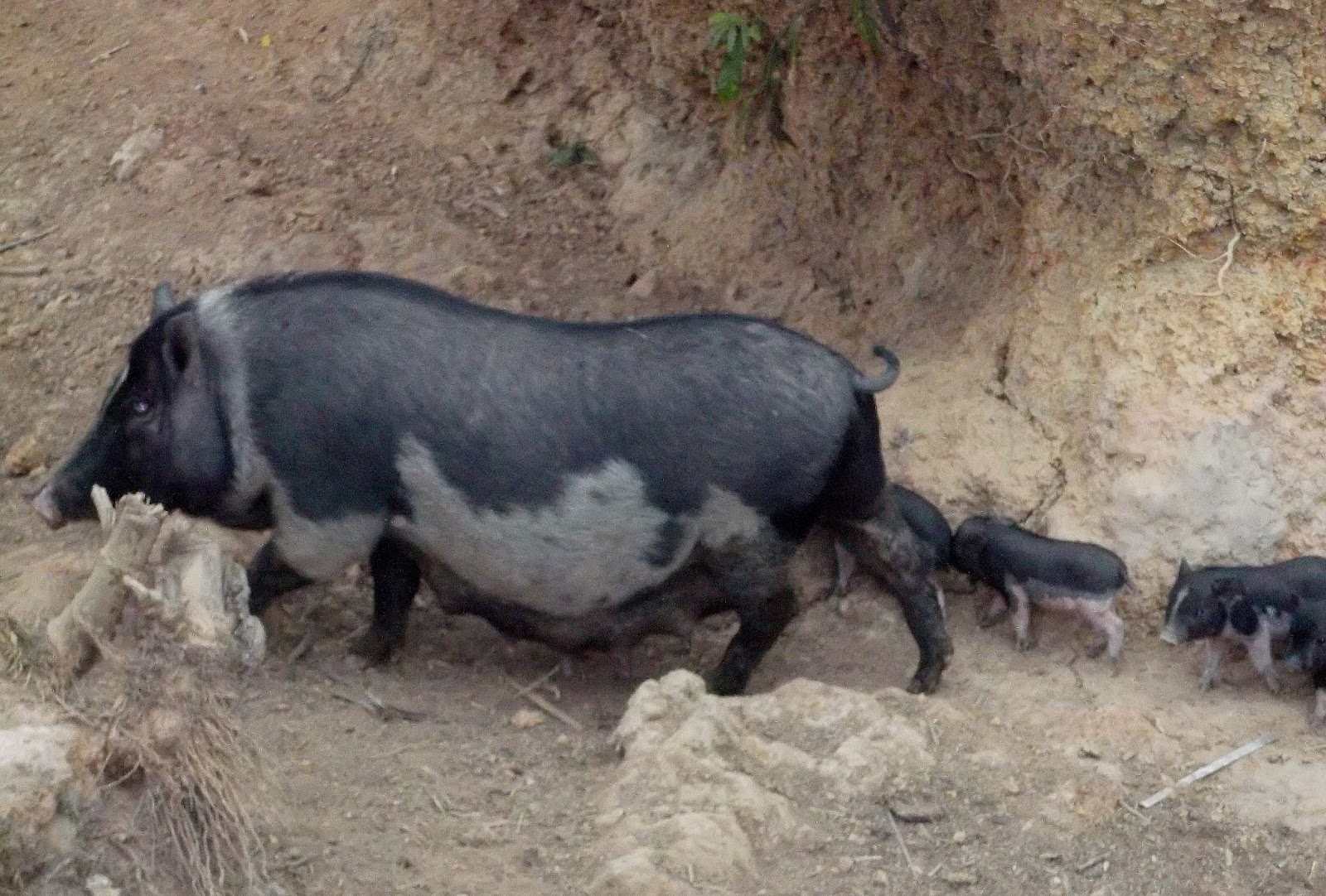 We Live In The Country!: Good Morning Vietnam! Part 10: Buon Ma Thout ...