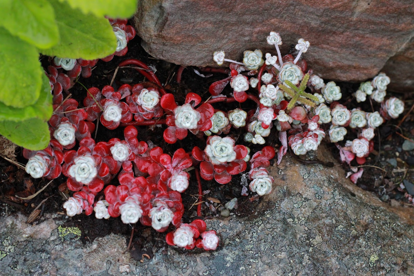 Gardening in the extreme north