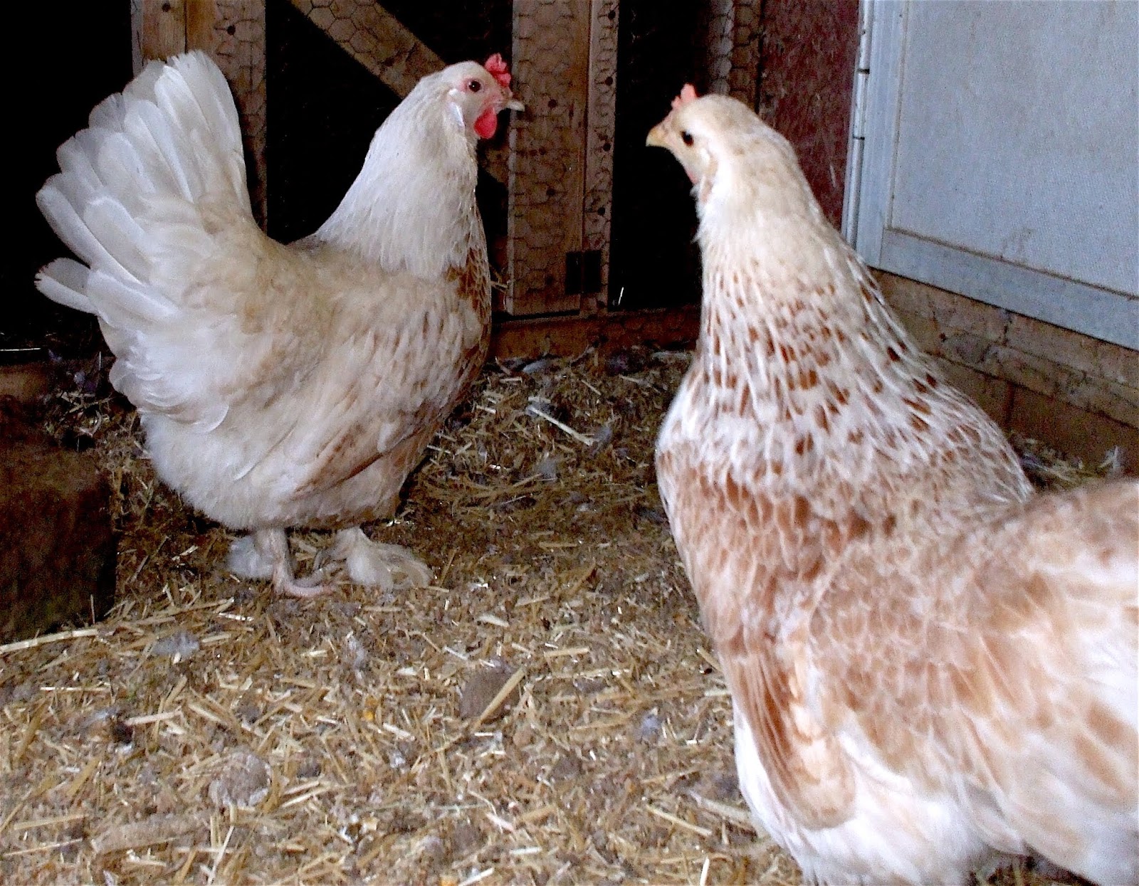 BReeder: Characteristics of the Fantail as compared to Wild type