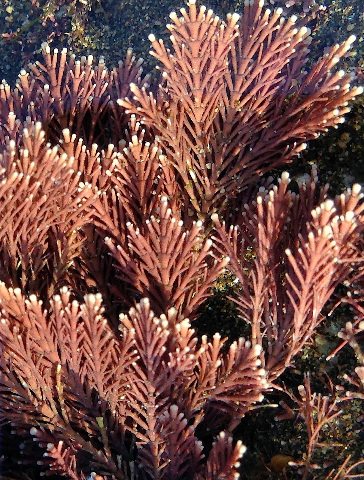 Rafael Microfauna Marina: Coralináceas (Algas rojas)