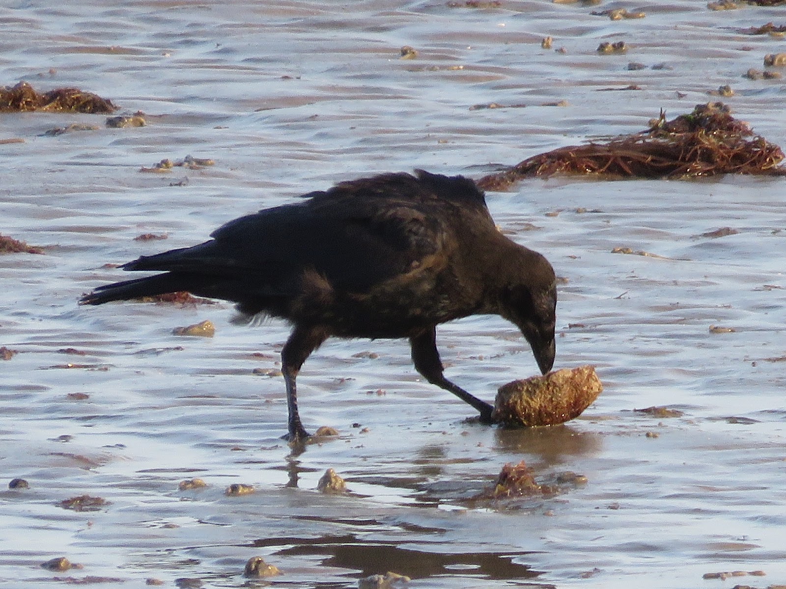 The Rattling Crow: The beachcombing crows