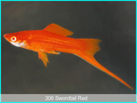 Swordtail-Xiphophorus Helleri