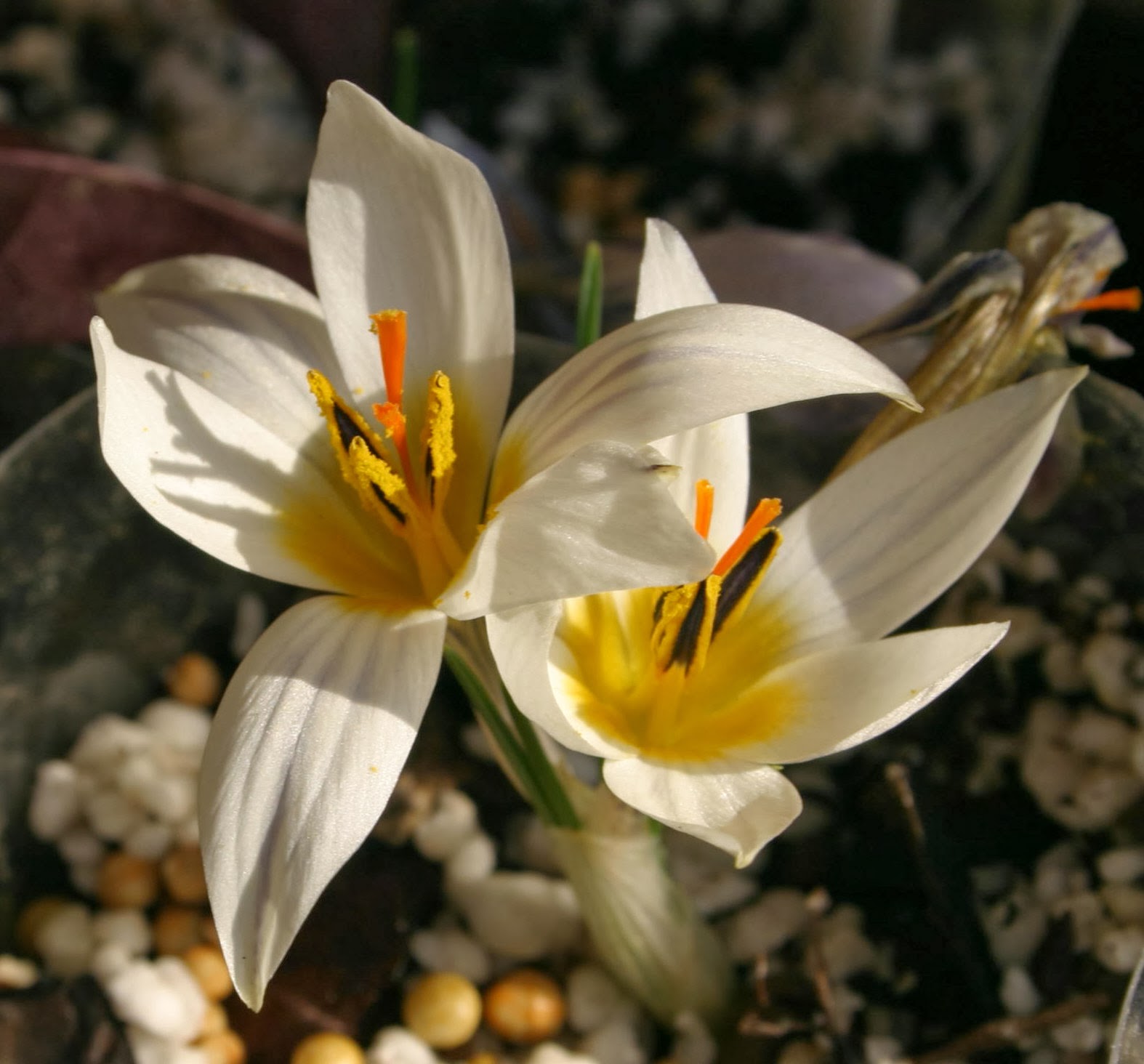 My Virtual Maryland Garden: Crocus biflorus melantherus