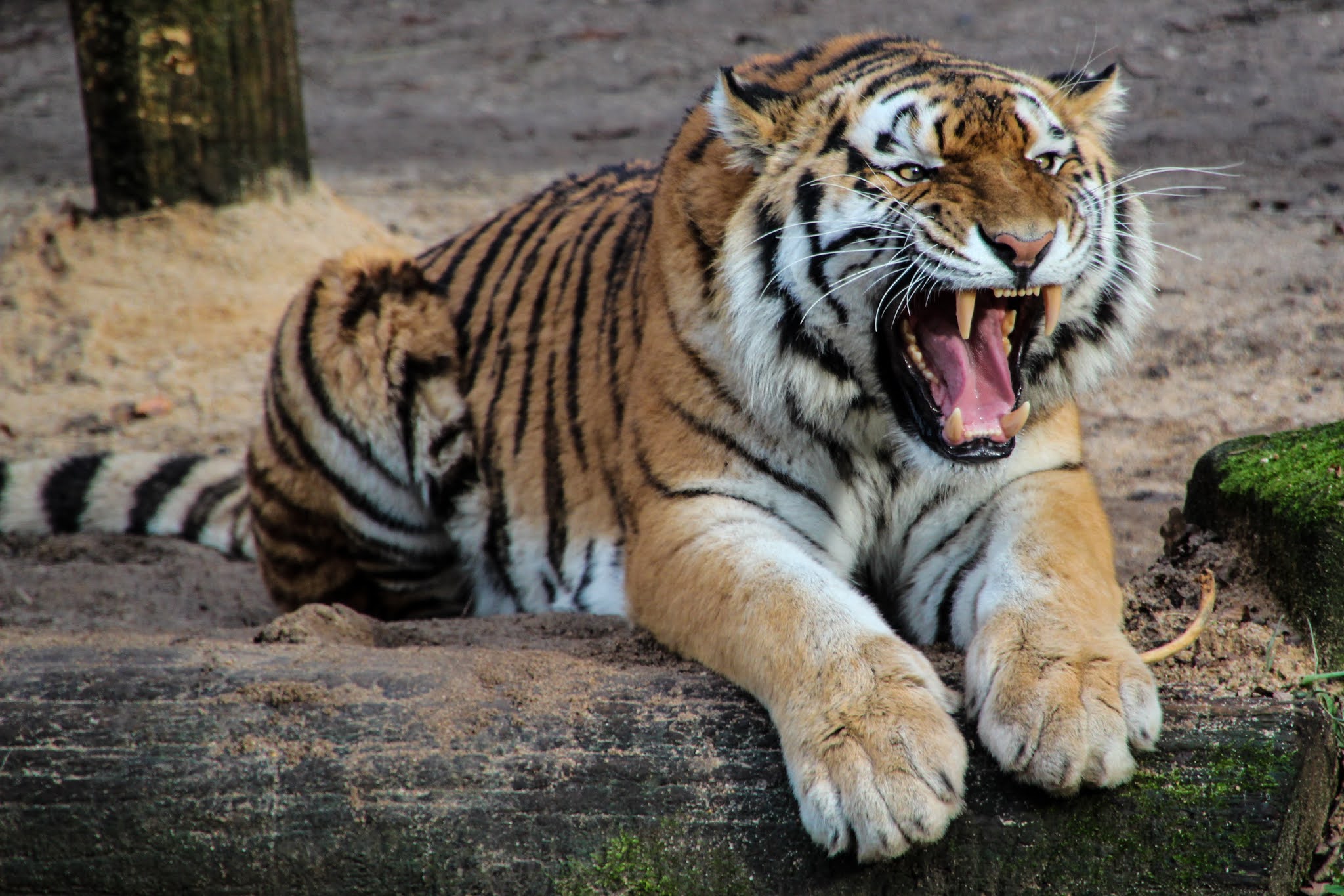 THE ROYAL BENGAL TIGER || BIG CAT OF MANGROVE FOREST IN BANGLADESH ...