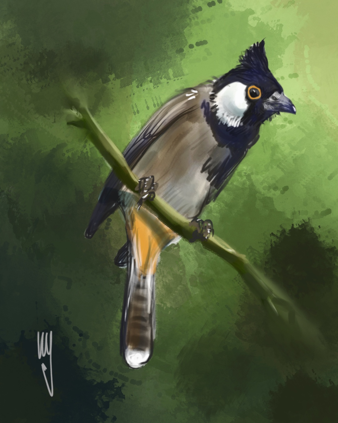 Birds: Bulbul