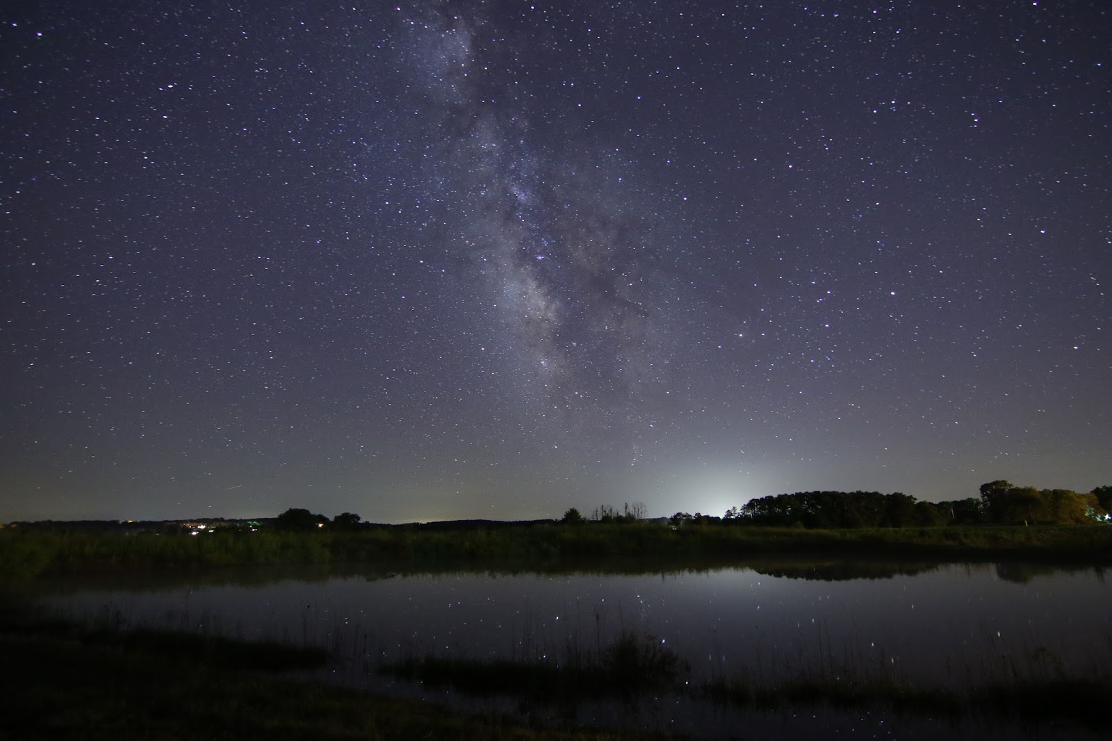 The Birds & The Bees: purple martin sub-adults