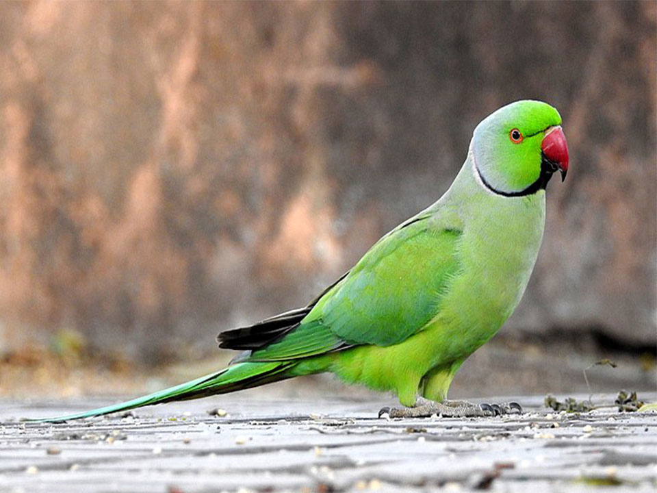 Rose Ringed Parakeet | Ring Necked Parakeet