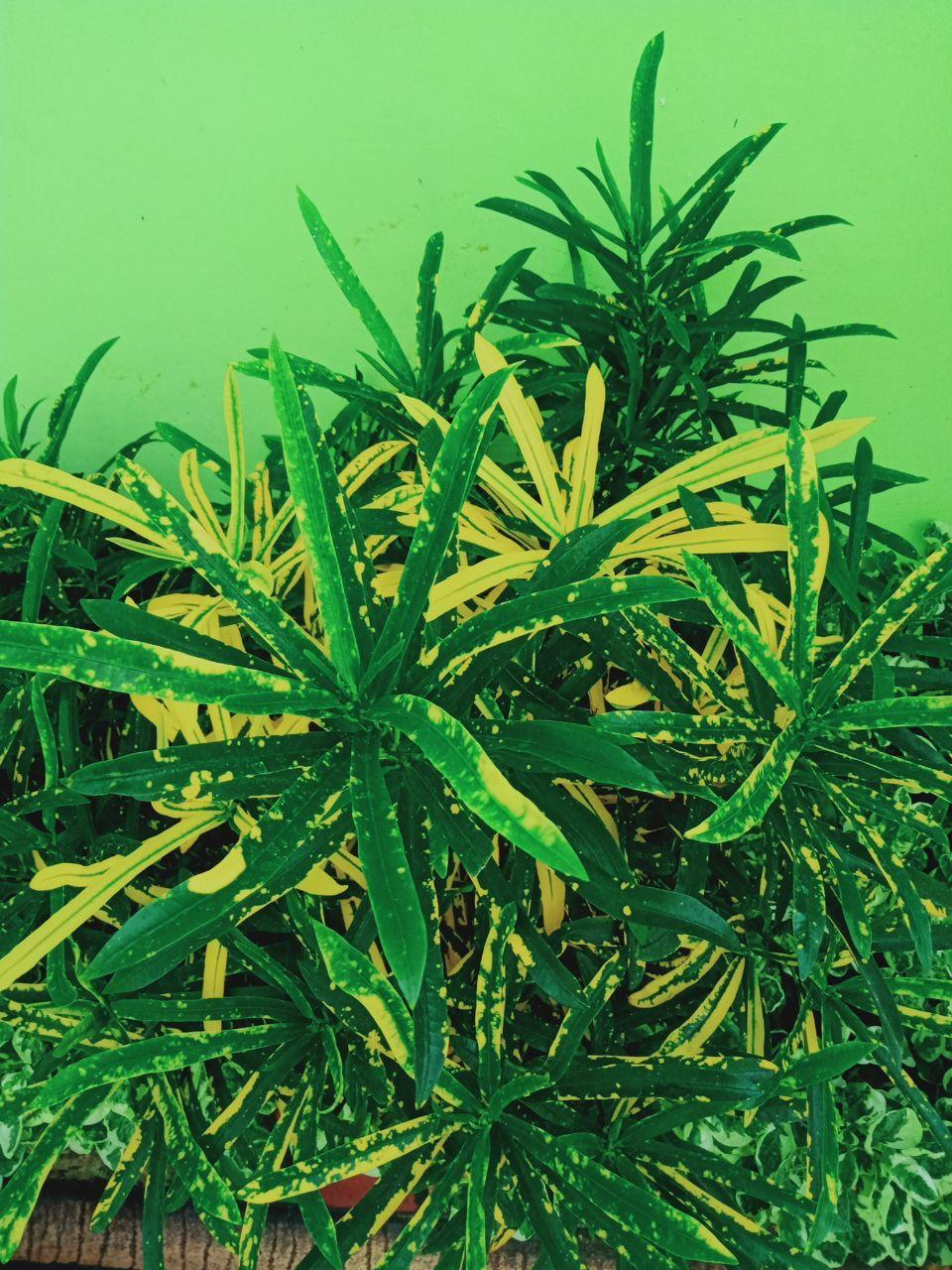 Bunga Puring - Green School