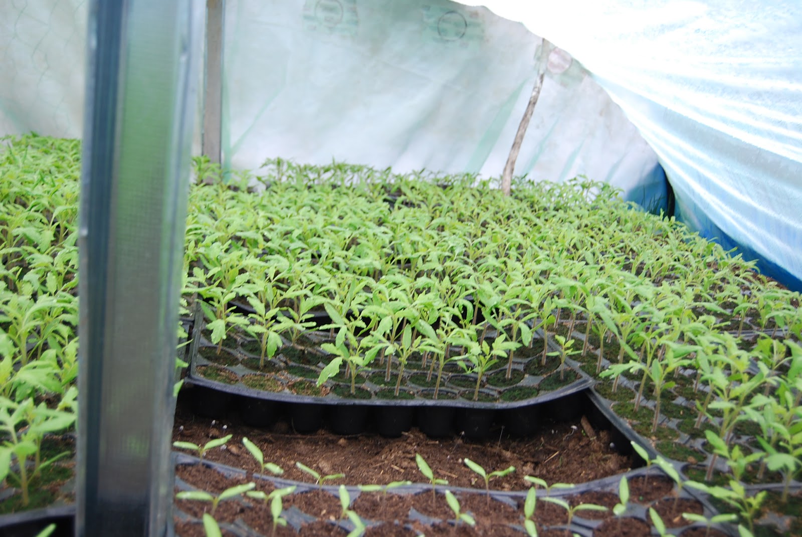 LEGUMICULTURA IN SOLAR SI SERE: RASADURILE DE ROSII