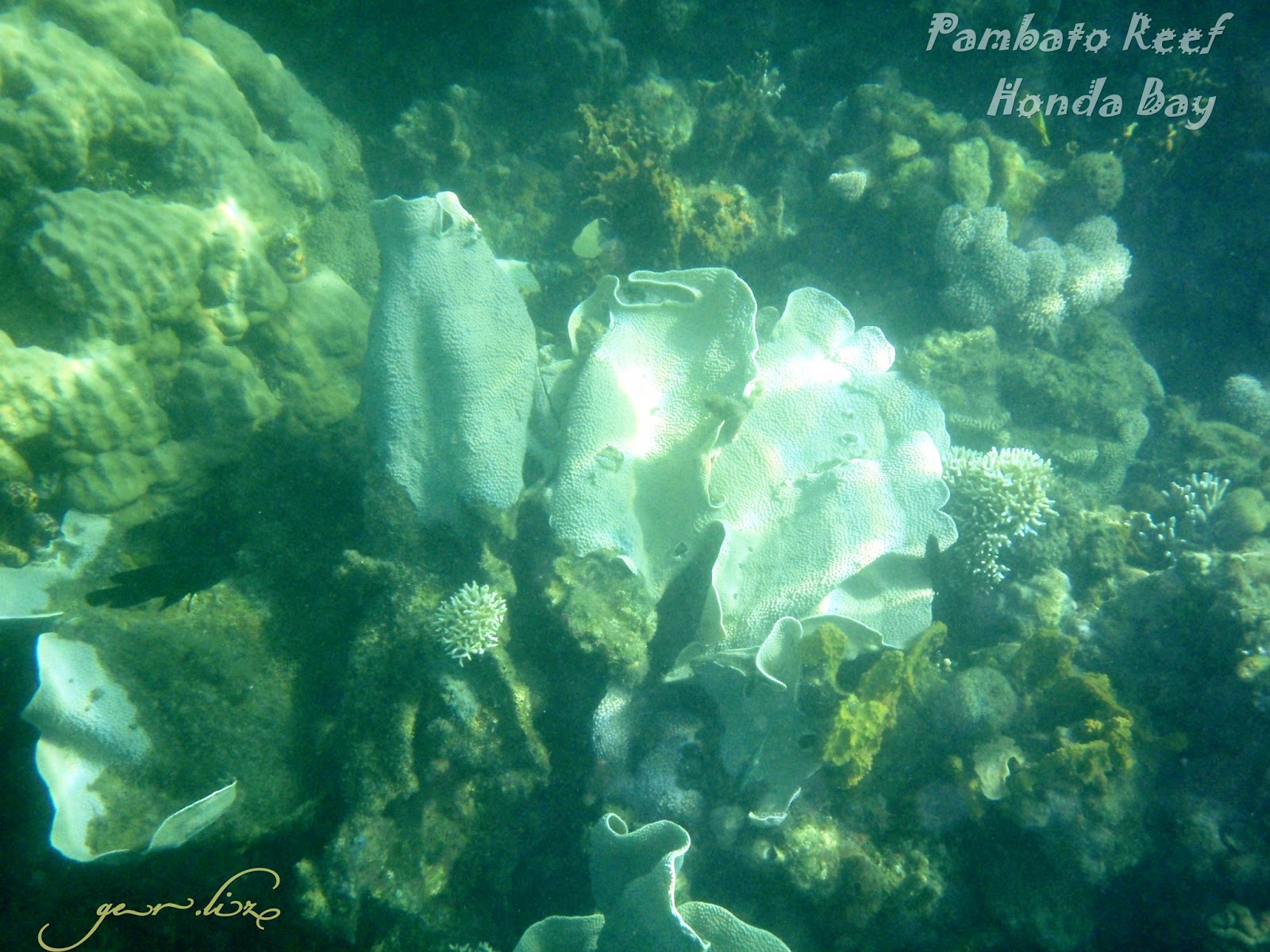 Honda Bay: Pambato Reef [Puerto Princesa 2013] | Trips... by Liz