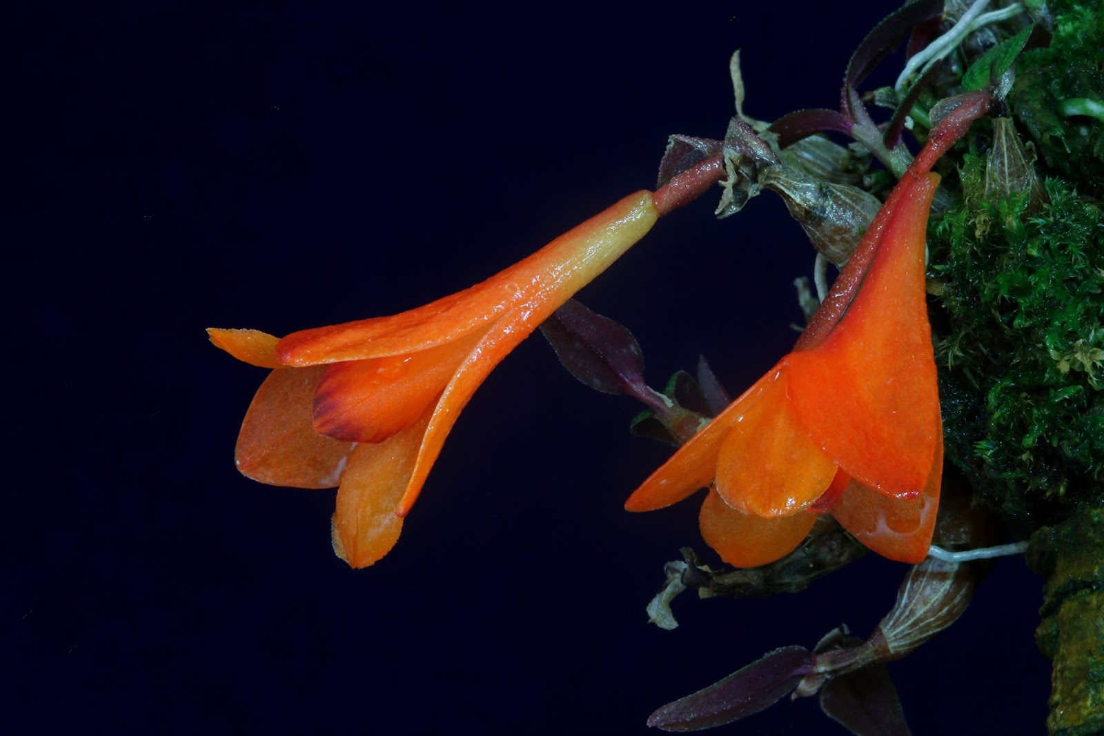 Orchids in Bloom: Dendrobium oreodoxa x cuthbertsonii