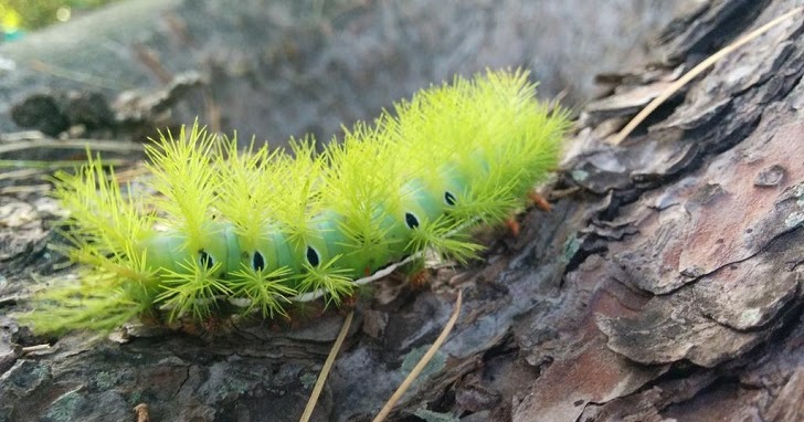 Ulat apa yang Paling Mematikan? | Belajar Sampai Mati