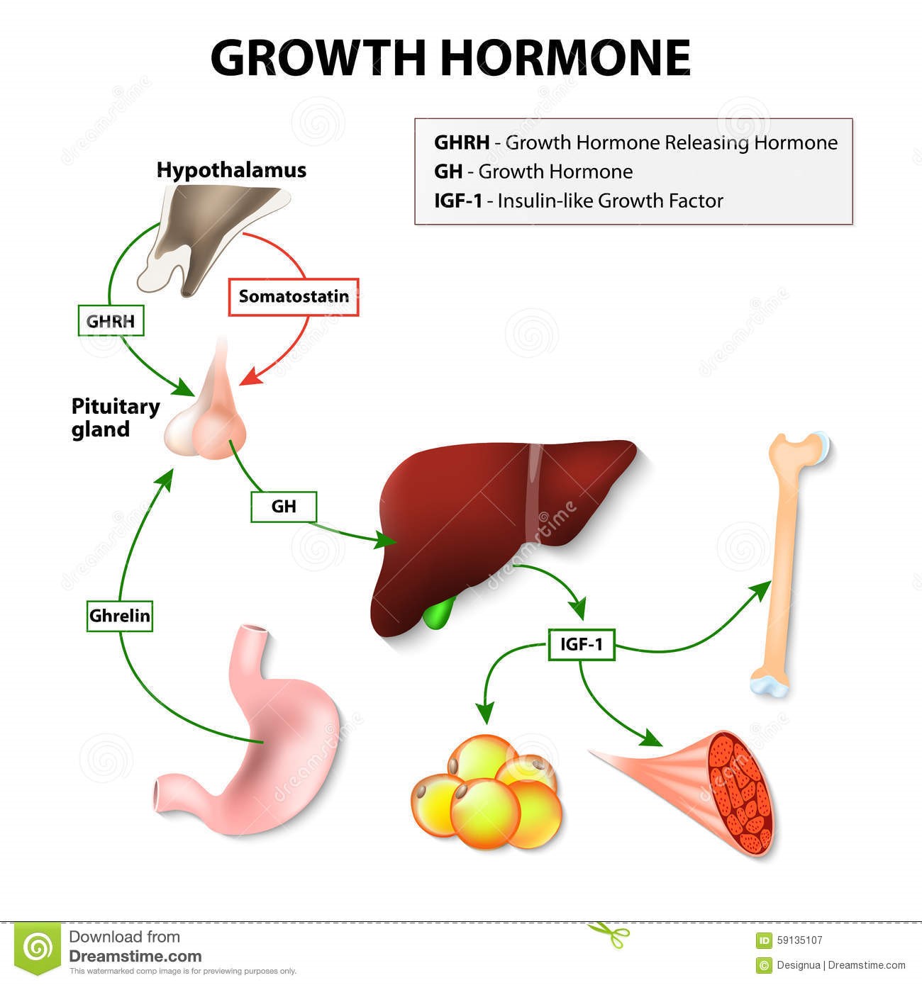 Fungsi dan Sistem Kontrol Hormon Pankreatik dan Hormon Pertumbuhan ...