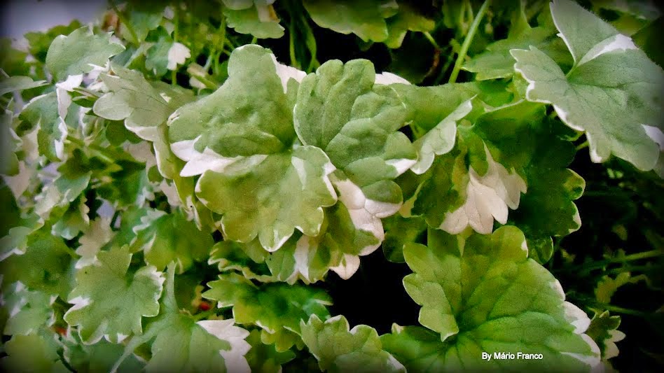 Meu Cantinho Verde: NEPETA-VARIEGATA - ( Glechoma hederacea “Variegata” )