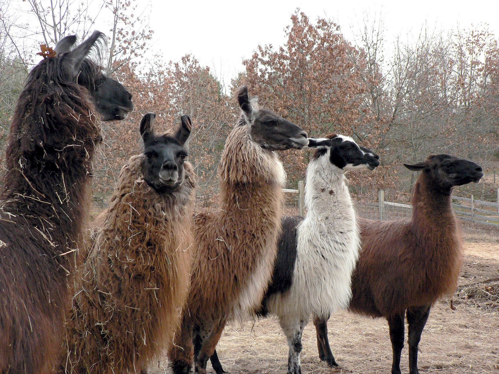 Up on the Sandhill: Favorite Photos