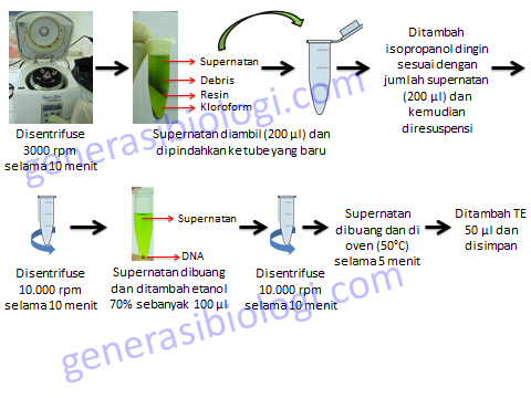 Prinsip, Metode, dan Teknik Isolasi DNA - Generasi Biologi