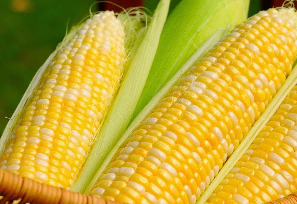 Jenis-Jenis Serealia dan Manfaatnya