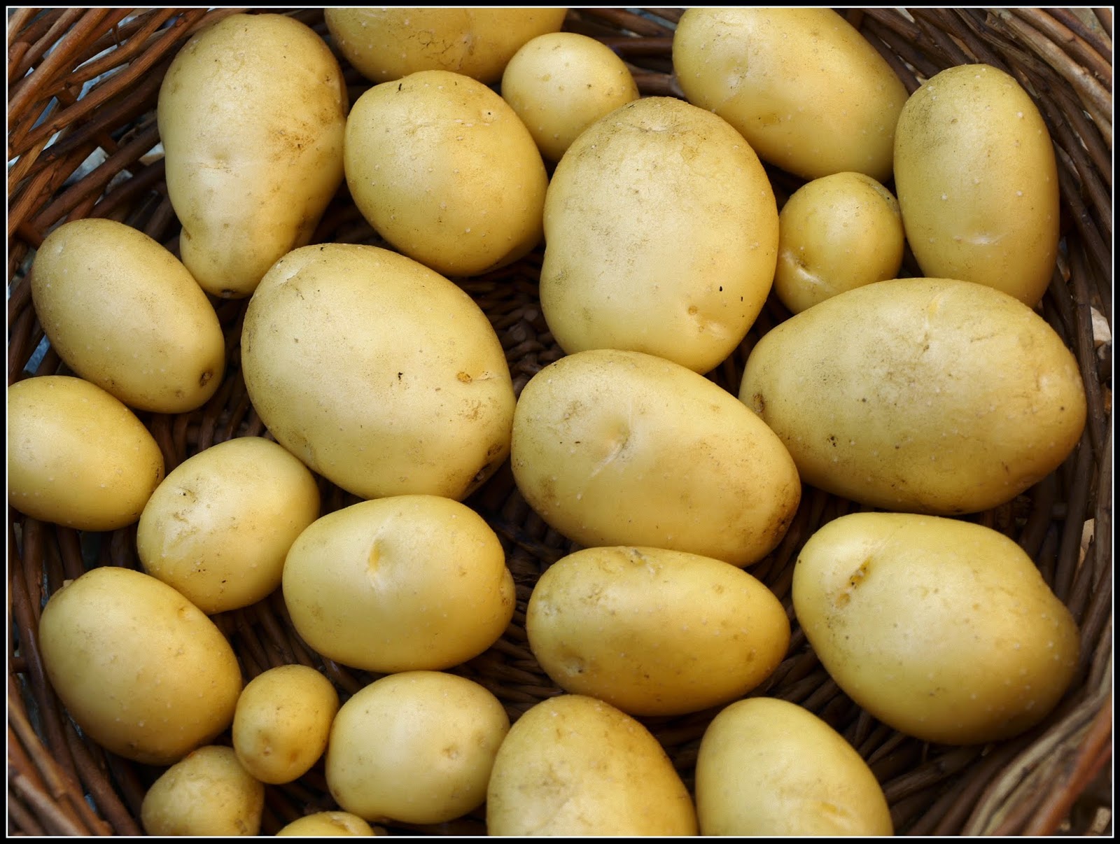 Mark's Veg Plot: Spuds, spuds and more spuds!