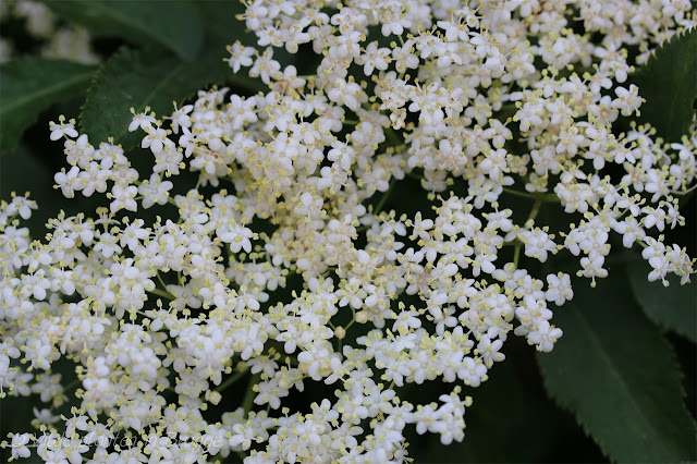 Wilde planten in Brugge: De gewone vlier - Sambucus nigra